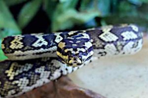Online Spanish Quiz - Animals + Colours | agreenmouse.com